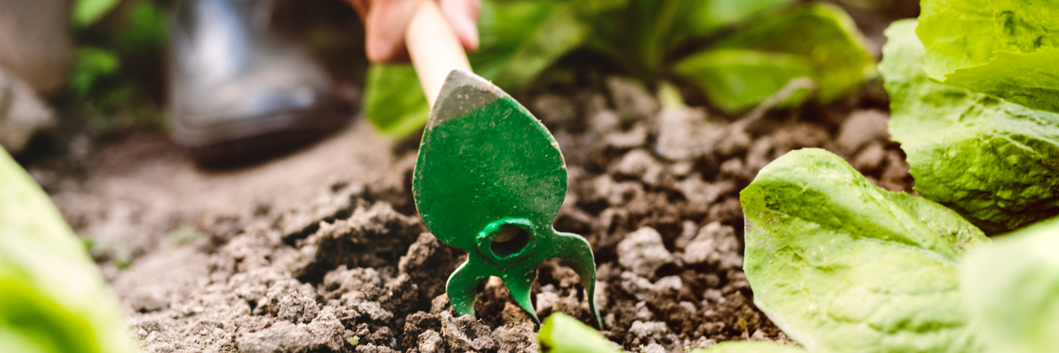 Nurturing Soil, Nurturing Plants - Montreal Dio
